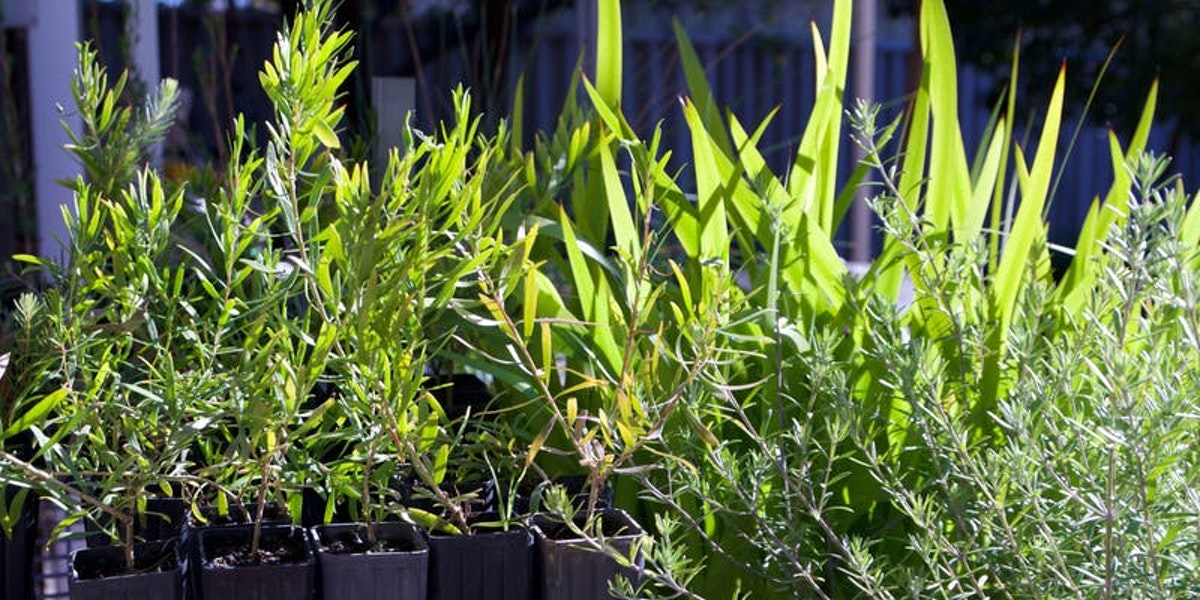 Perth Native Plant Nursery at Leo Gatehouse blog